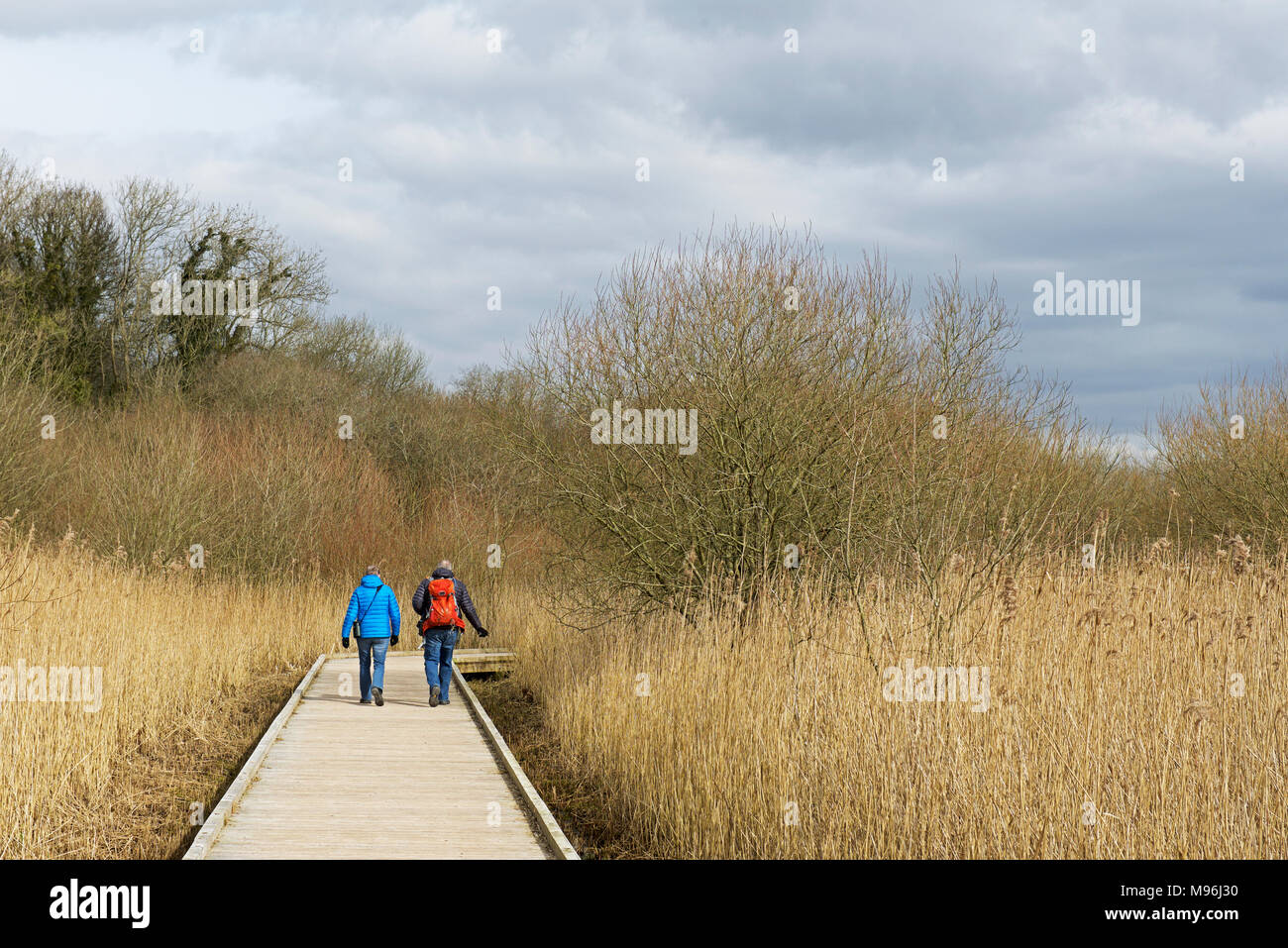Leighton Moss, RSPB nature reserve, near Carnforth, Lancashire, England ...