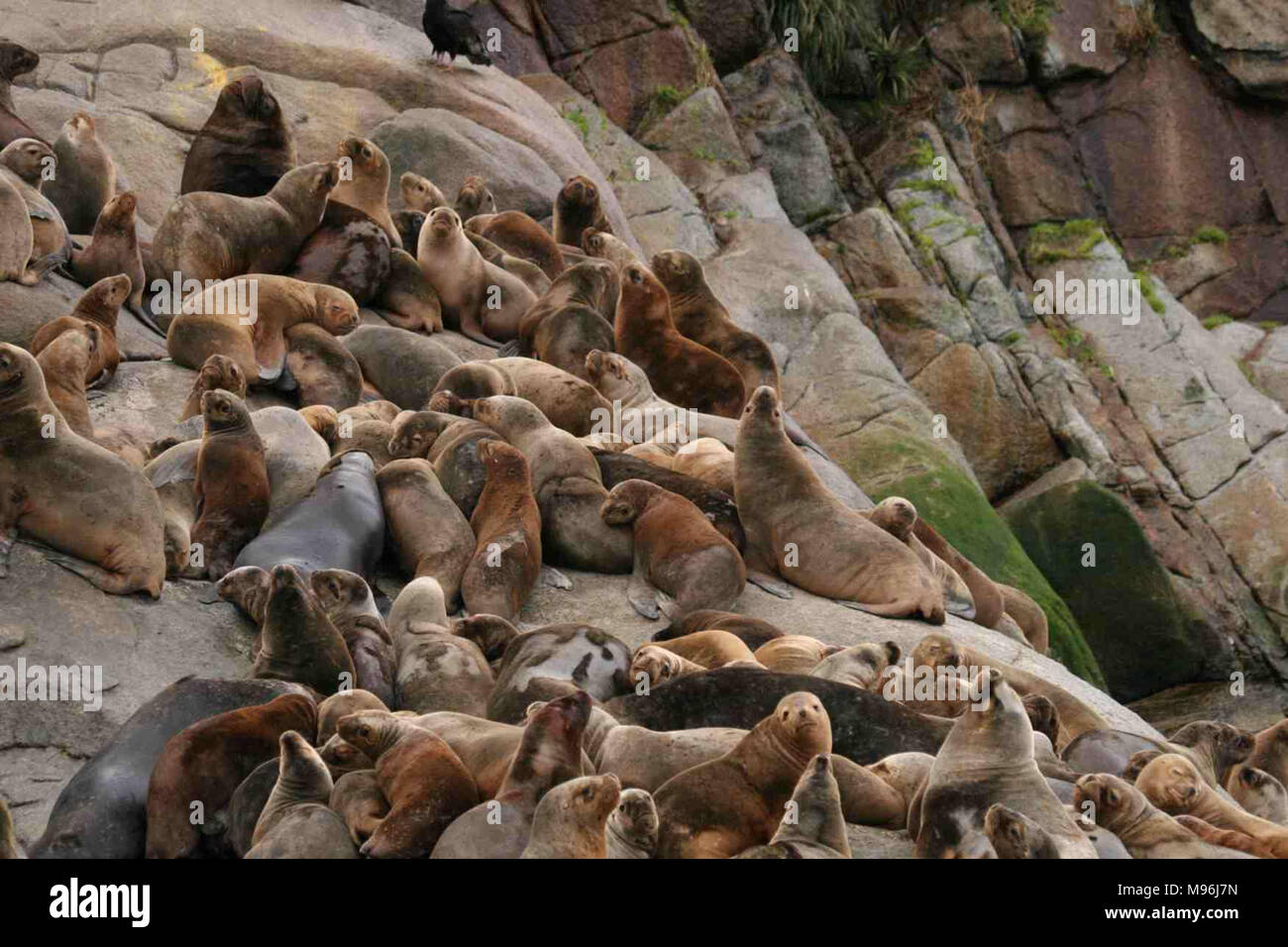 South American sea lion (Otaria flavescens) colony in Southern Chile ...