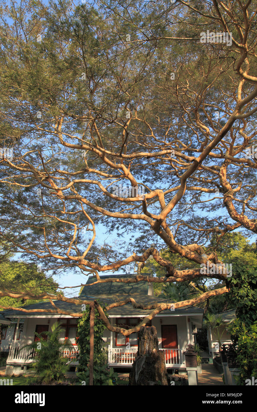 Myanmar tree hi-res stock photography and images - Alamy