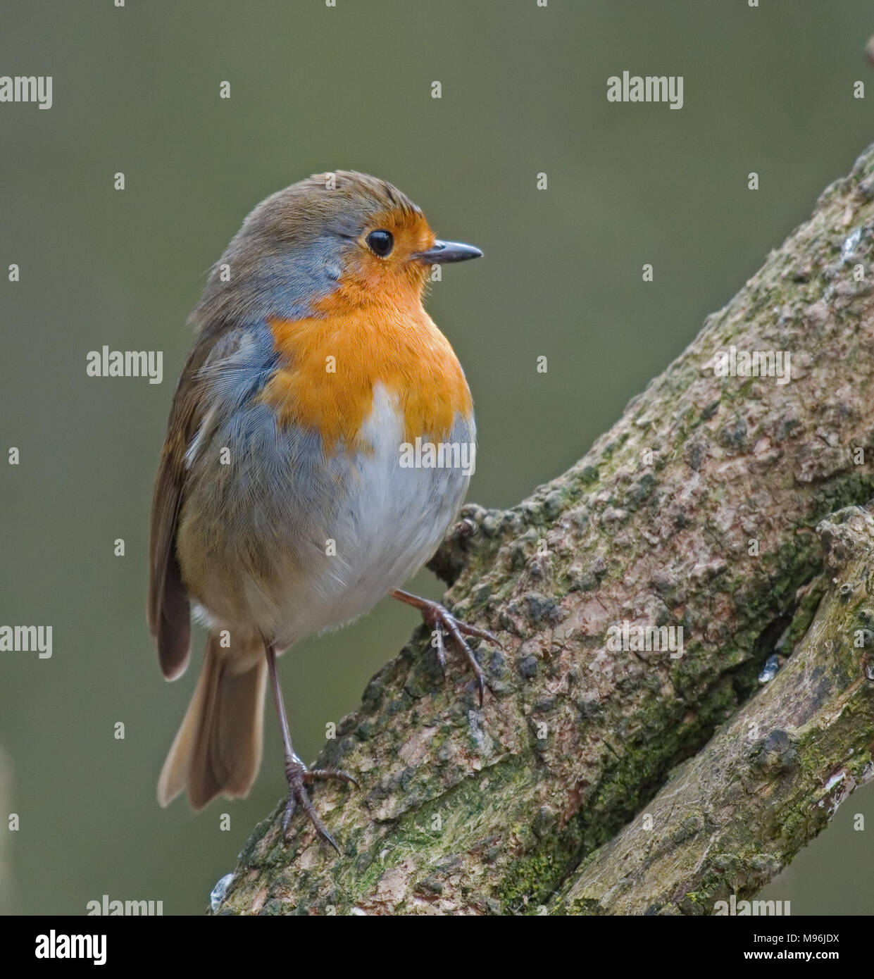 Erithacus rubecula nest hedge hi-res stock photography and images - Alamy
