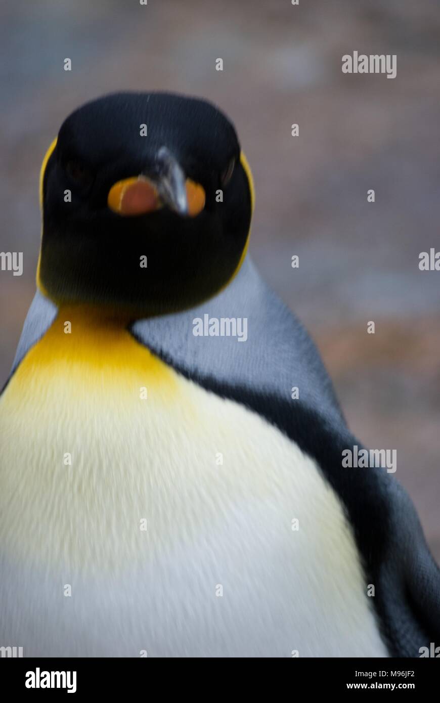 Emperor penguin fur hi-res stock photography and images - Alamy