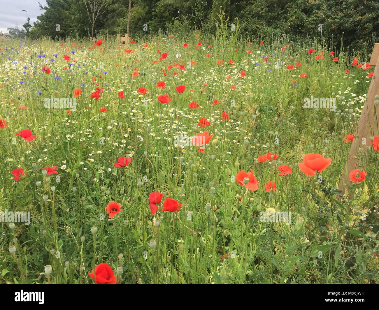 Poopy field hi-res stock photography and images - Alamy