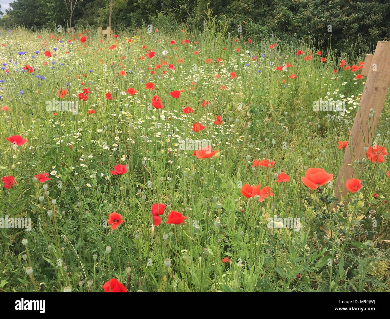 Poopy field hi-res stock photography and images - Alamy