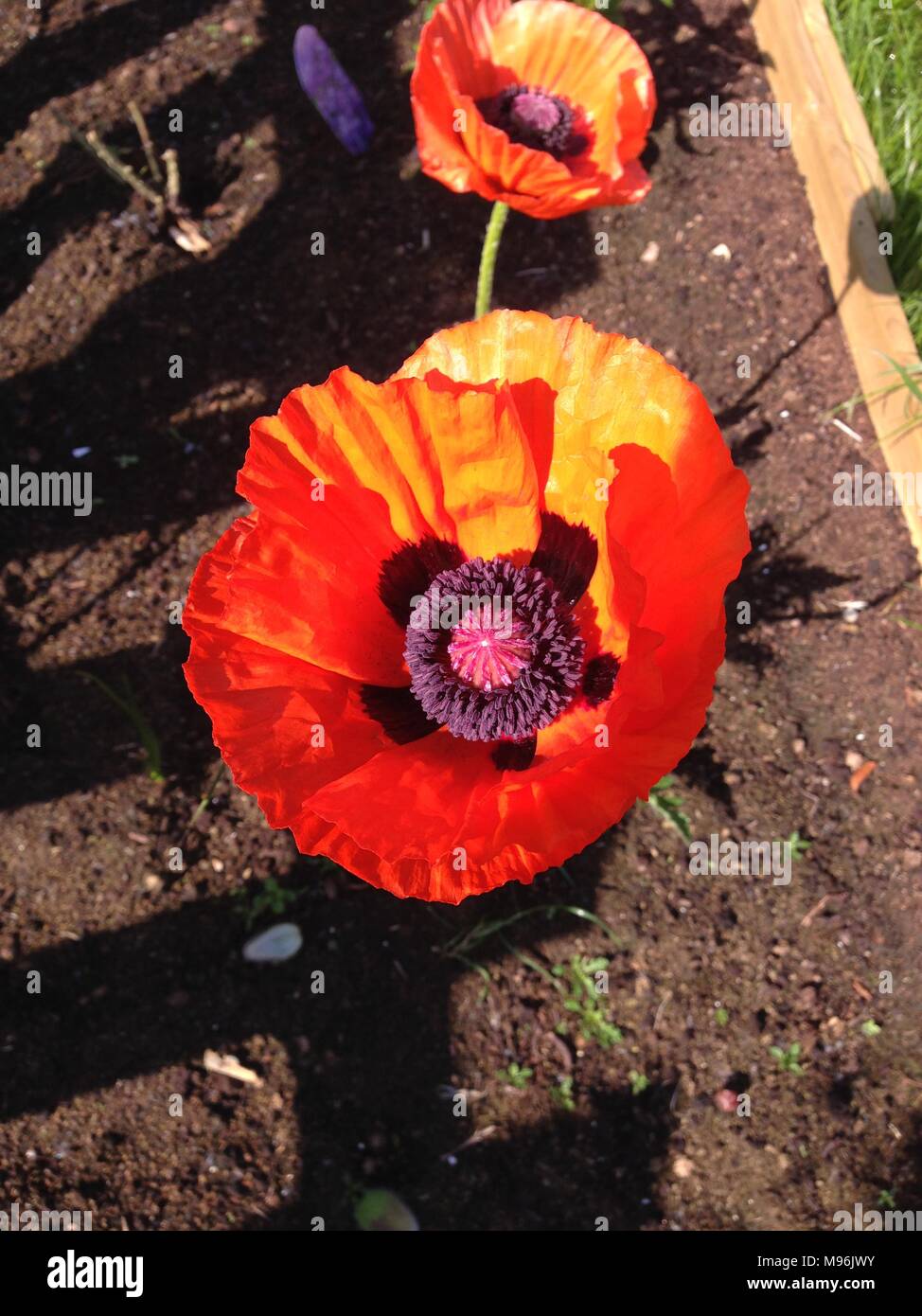 Poopy hi-res stock photography and images - Alamy