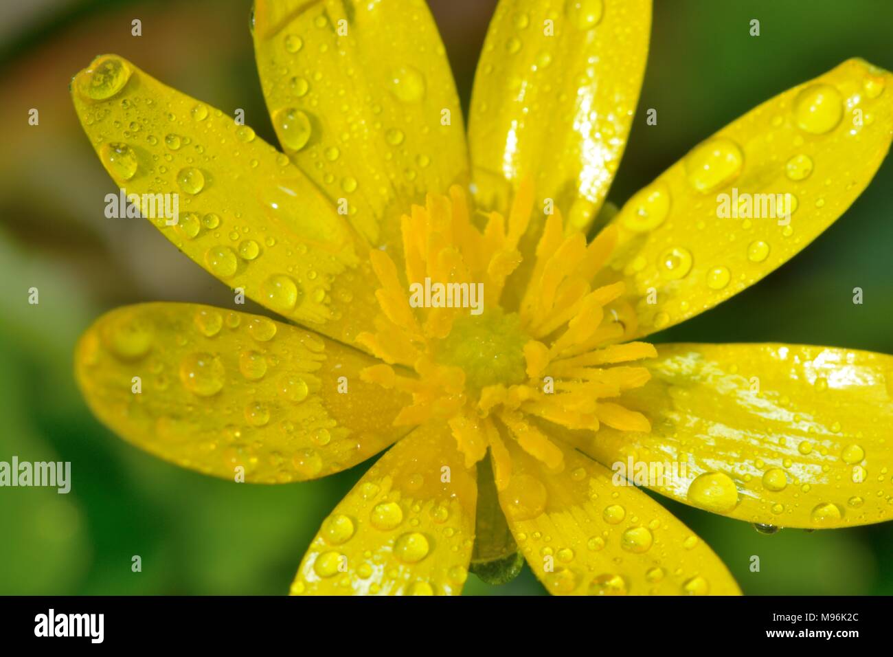 Macro shot of a lesser celandine flower in bloom Stock Photo - Alamy