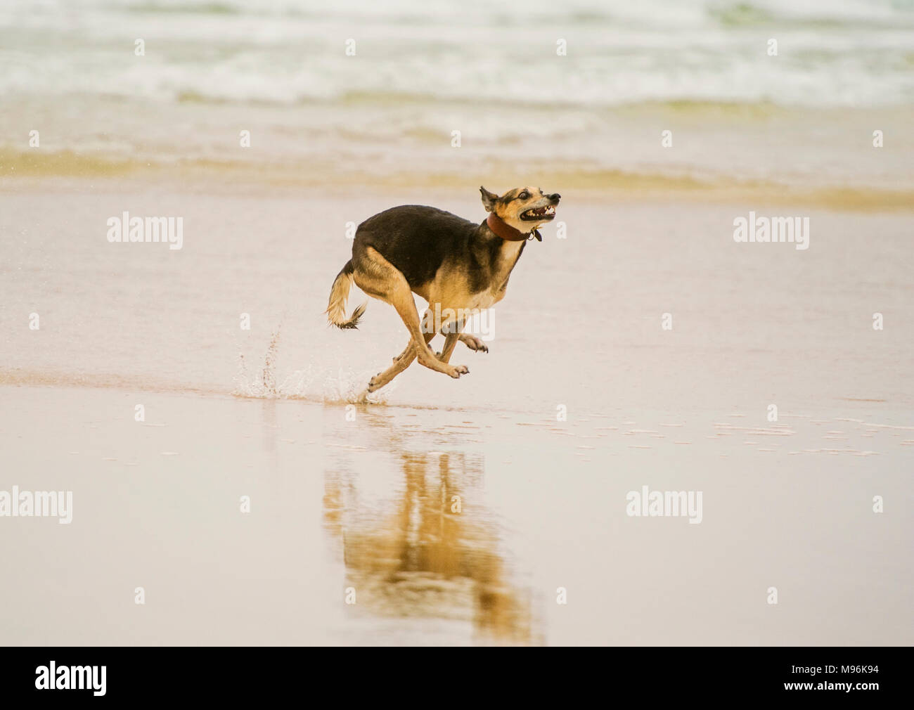 Dog running on the beach Stock Photo - Alamy