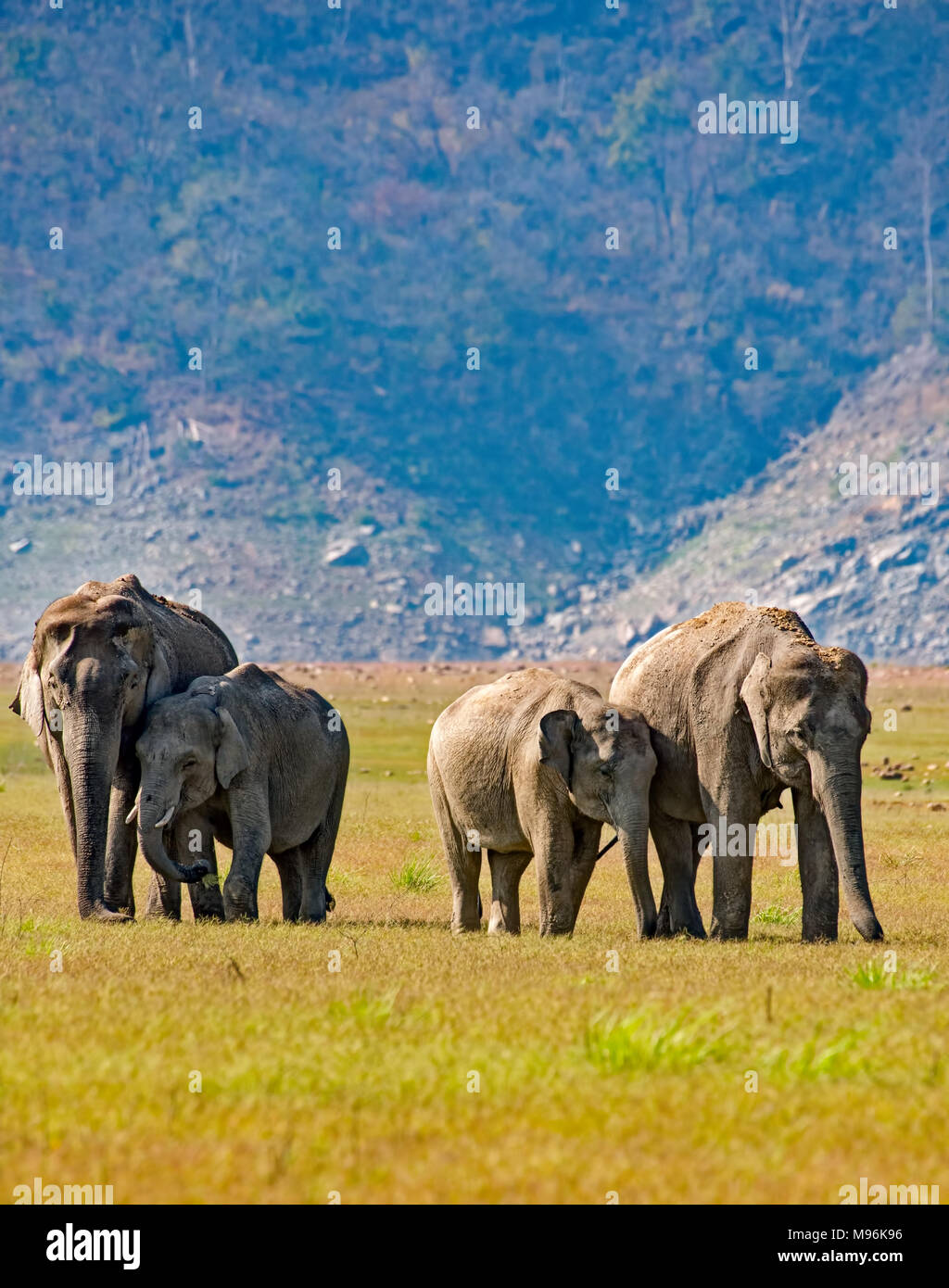 Elephants herd corbett hi-res stock photography and images - Alamy