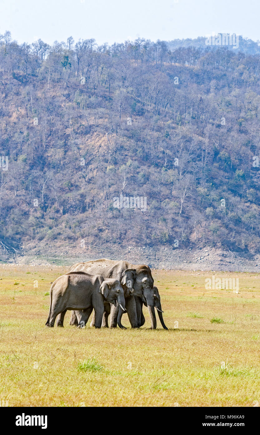 Elephant herd of corbett hi-res stock photography and images - Alamy