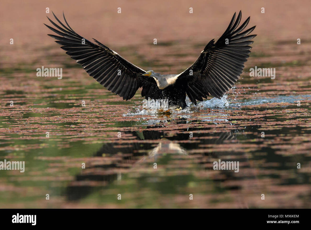 Indian darter bharatpur hi-res stock photography and images - Alamy