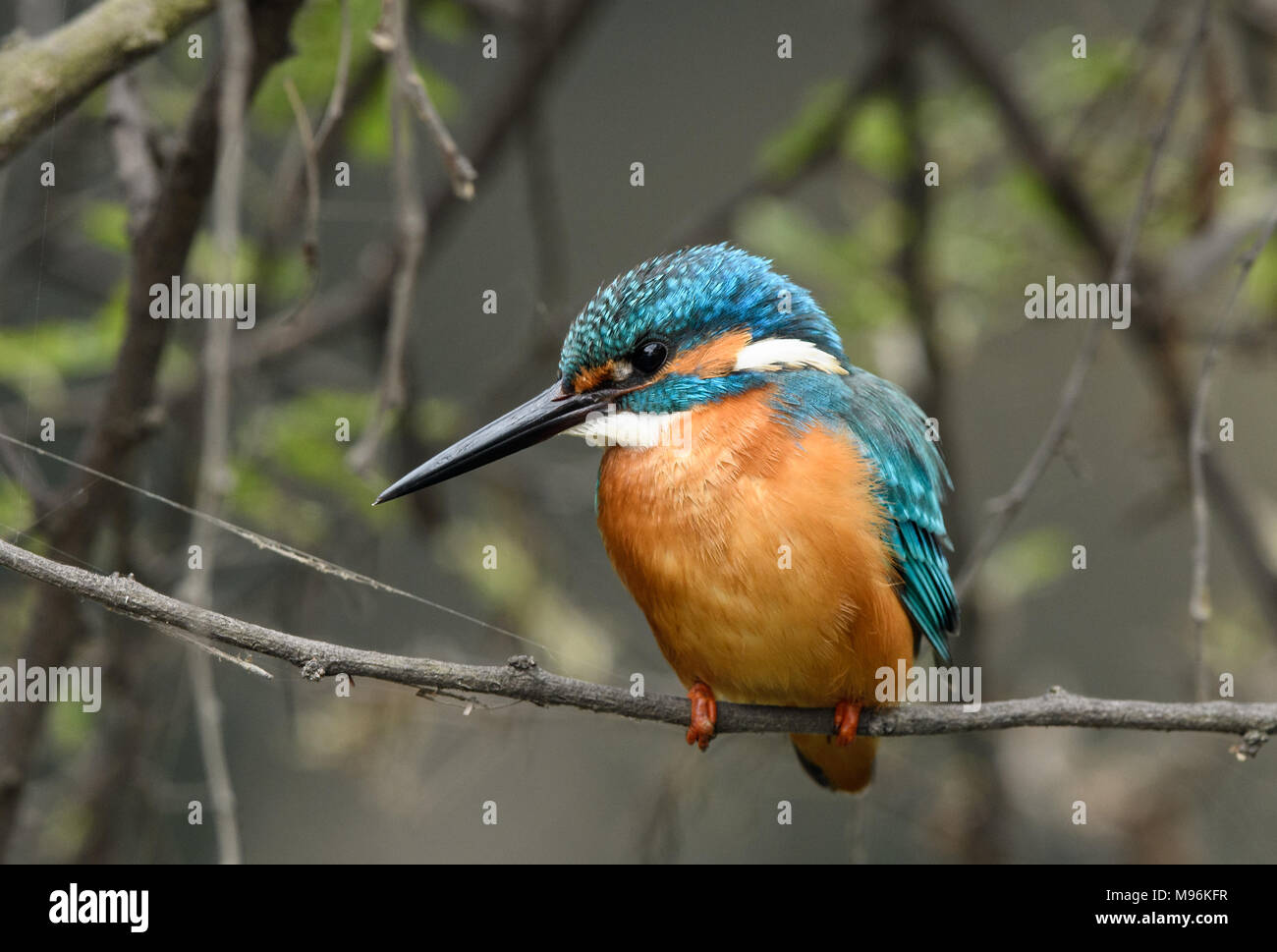 Terrestrial tree kingfisher hi-res stock photography and images - Alamy