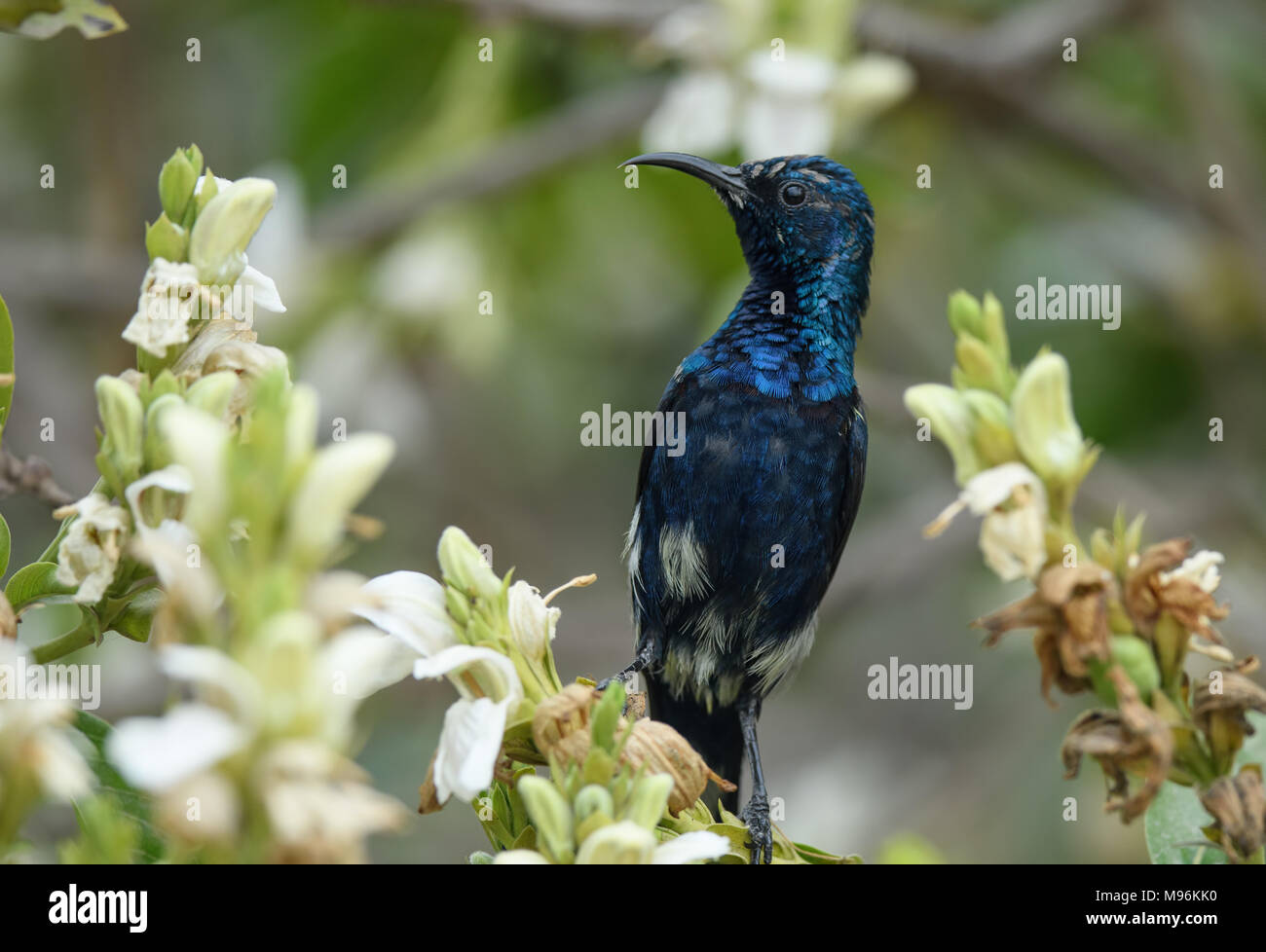 Bronze sunbird hi-res stock photography and images - Alamy