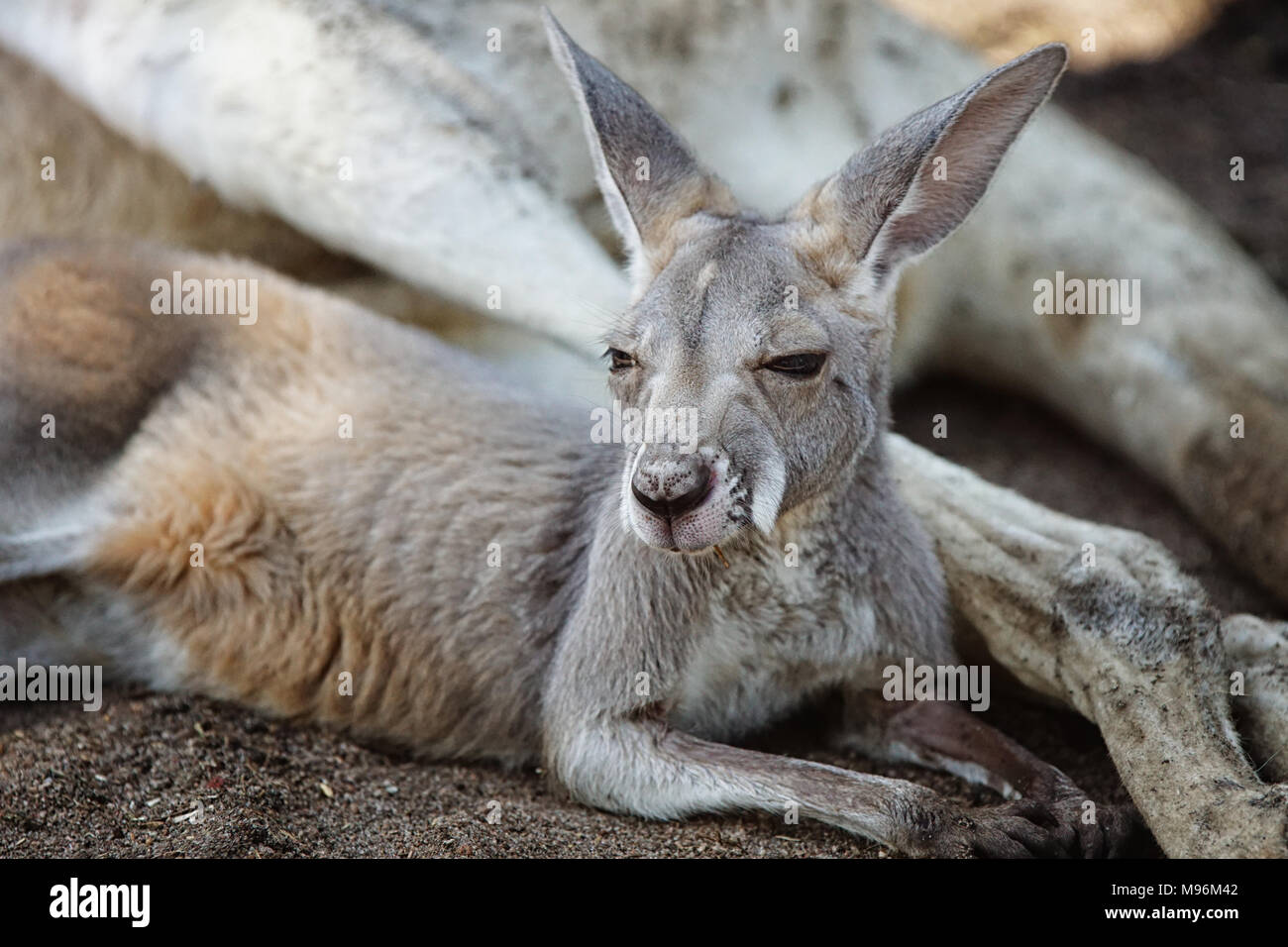 Red Kangaroo, Macropus rufus, photo was taken in Australia Stock Photo ...