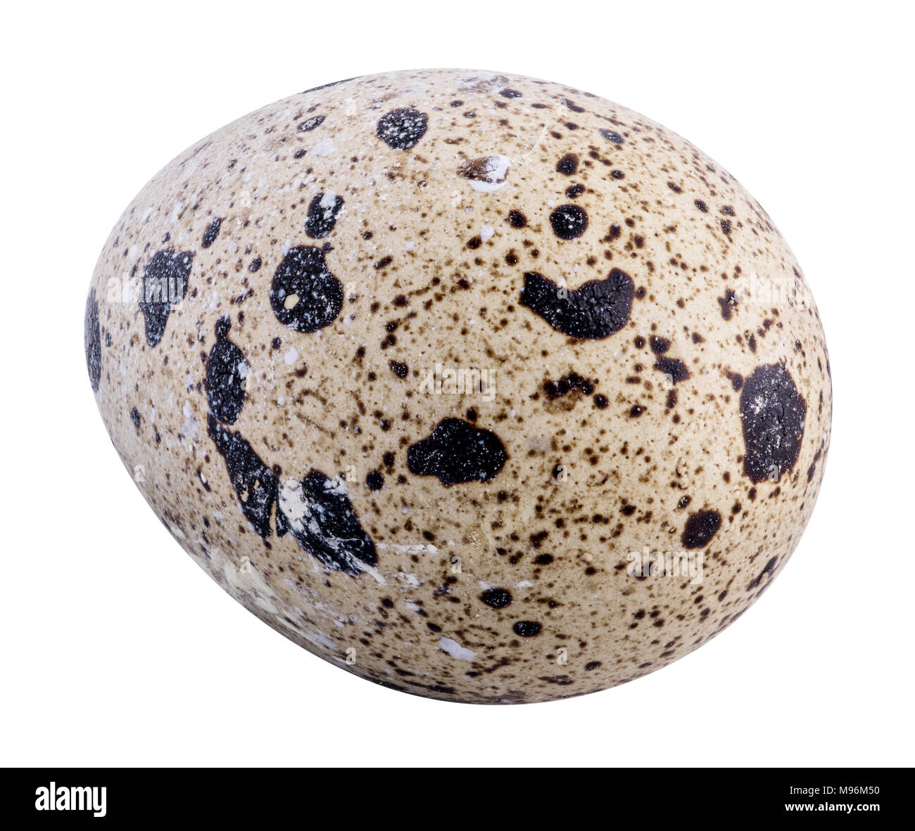 quail egg isolated on white background with clipping path Stock Photo ...