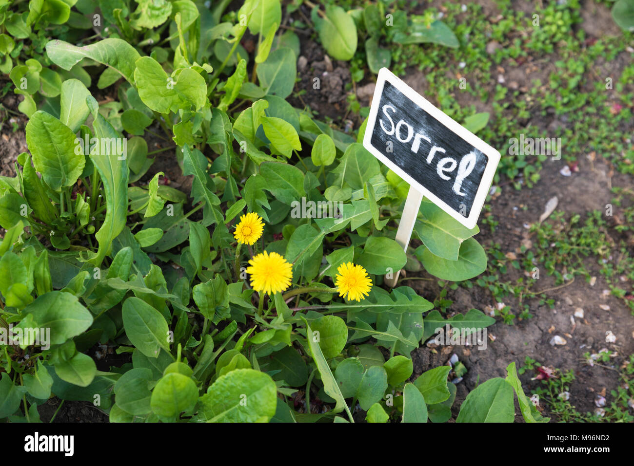 Dandelion spice hi-res stock photography and images - Alamy