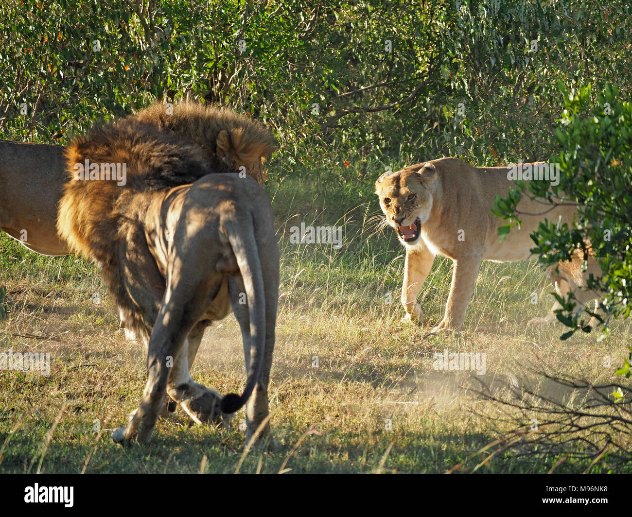 Protective lion mother hi-res stock photography and images - Alamy