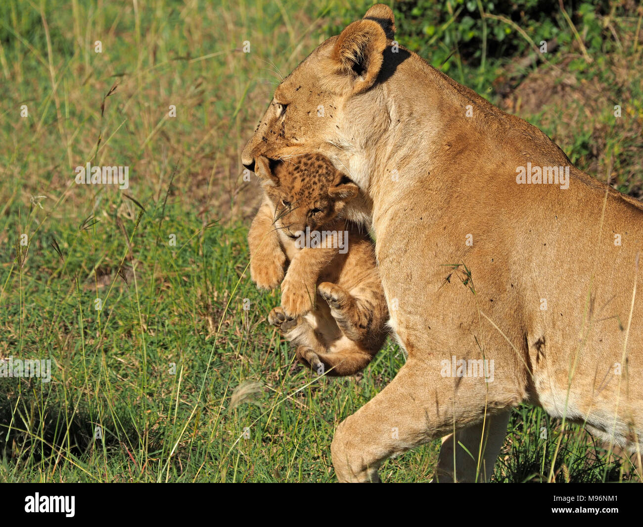 Protective lion mother hi-res stock photography and images - Alamy