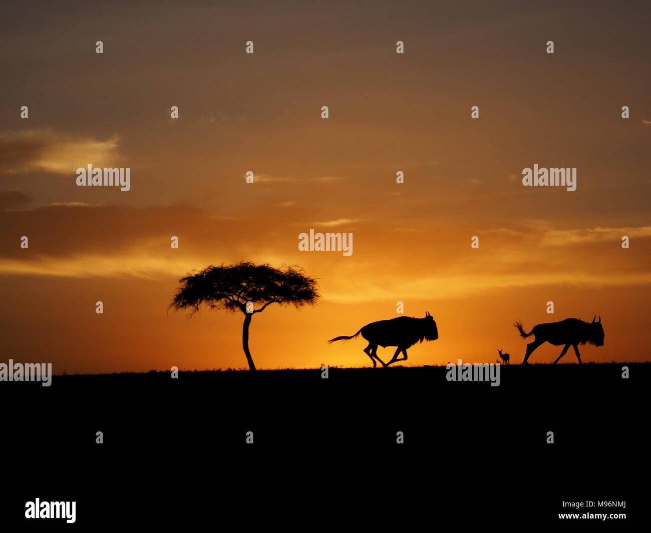 Wildebeest in silhouette hi-res stock photography and images - Alamy