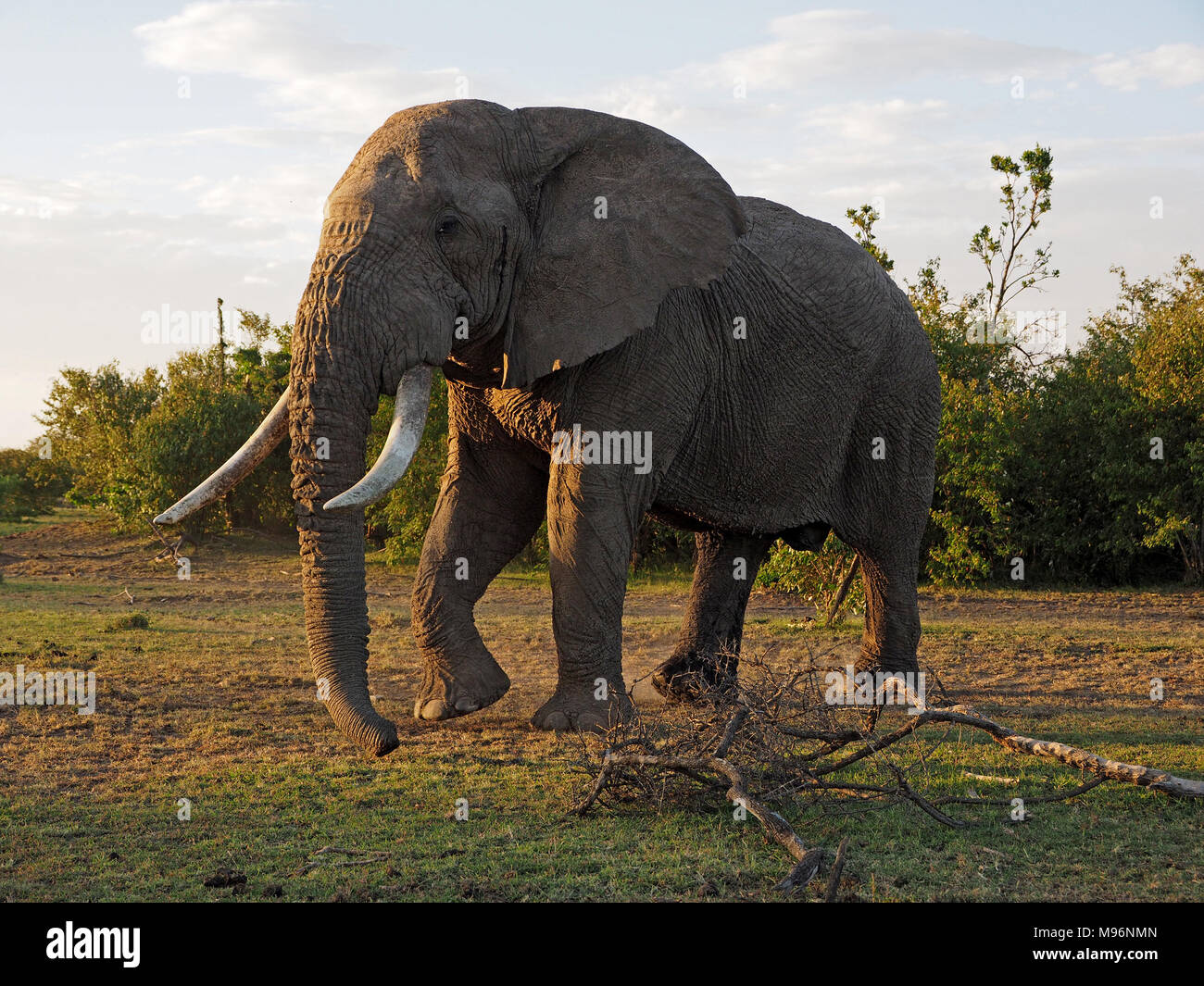 Bull masai mara hi-res stock photography and images - Alamy