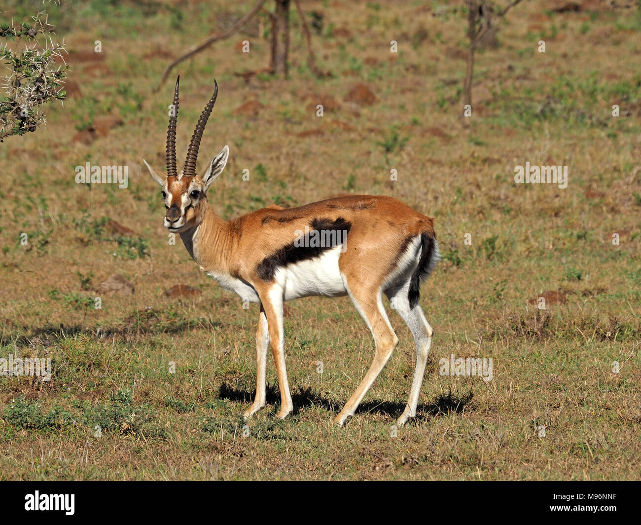 Thomson's gazelle male hi-res stock photography and images - Alamy