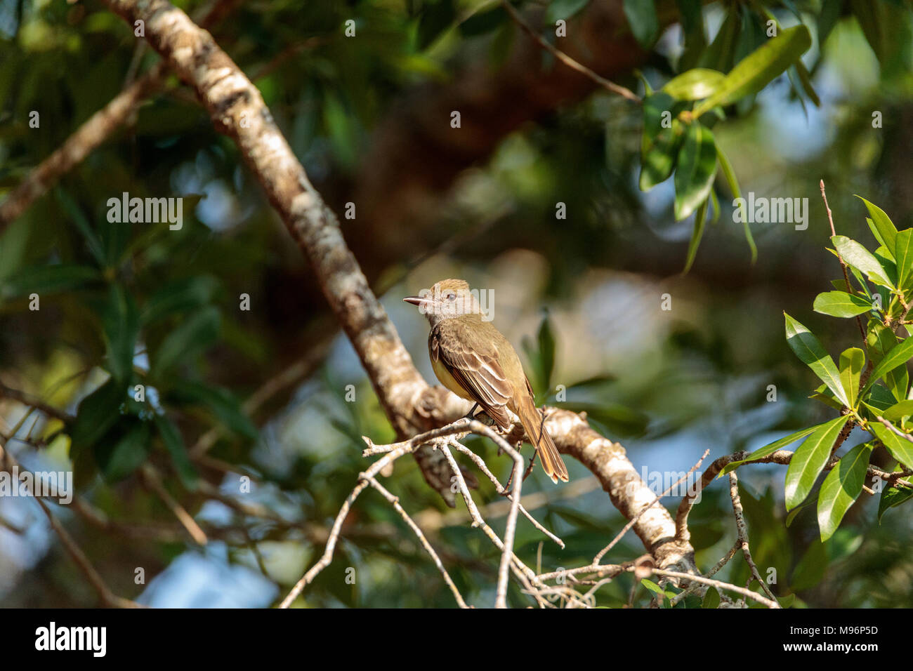 Great crested flycatcher bird Myiarchus crinitus perches in a tree in ...