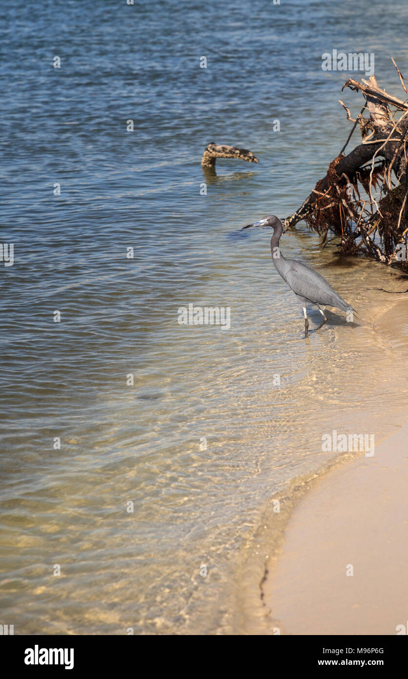 Little blue heron bird Egretta caerulea hunts for fish in the ocean at ...