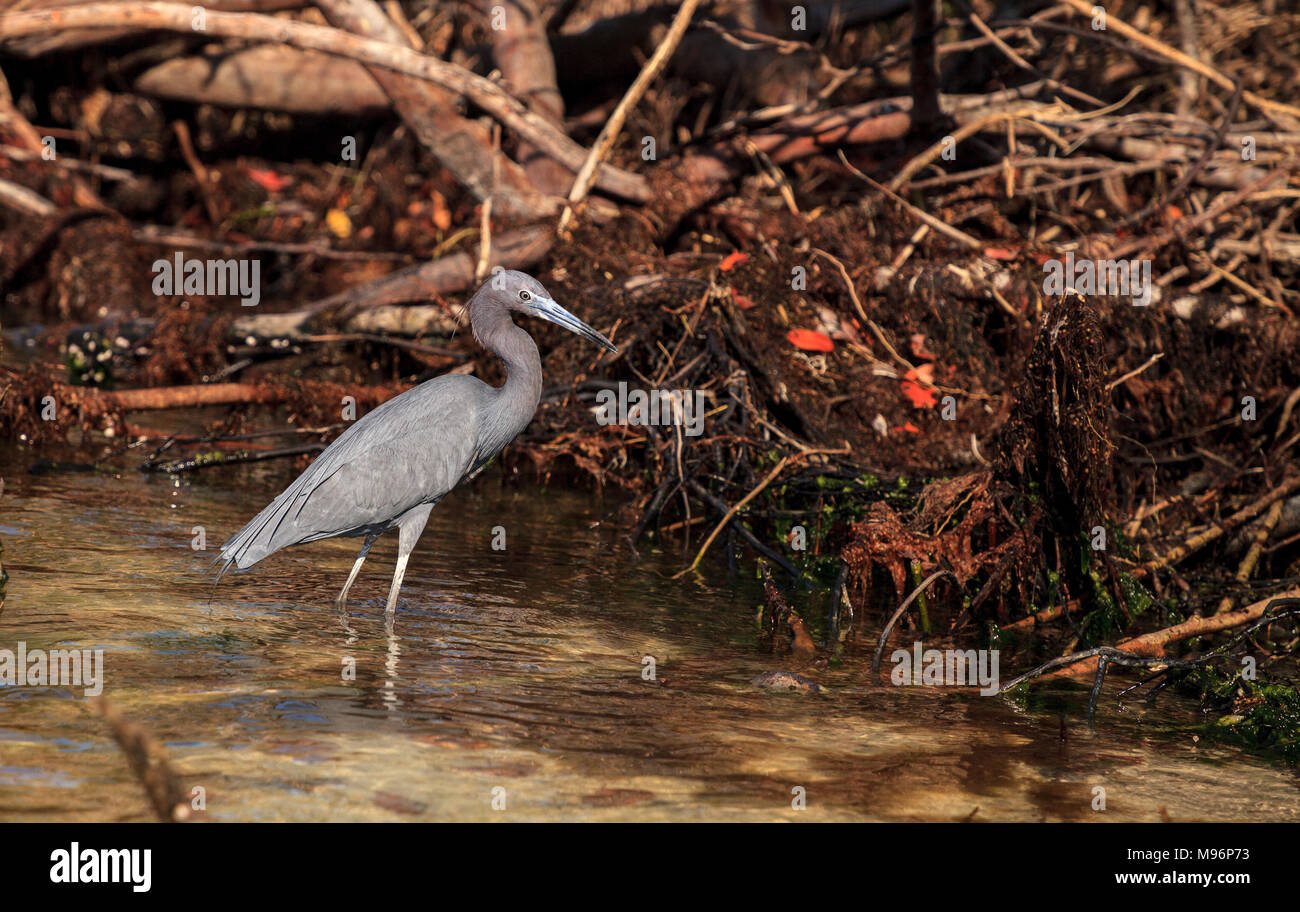 Little blue heron bird Egretta caerulea hunts for fish in the ocean at ...