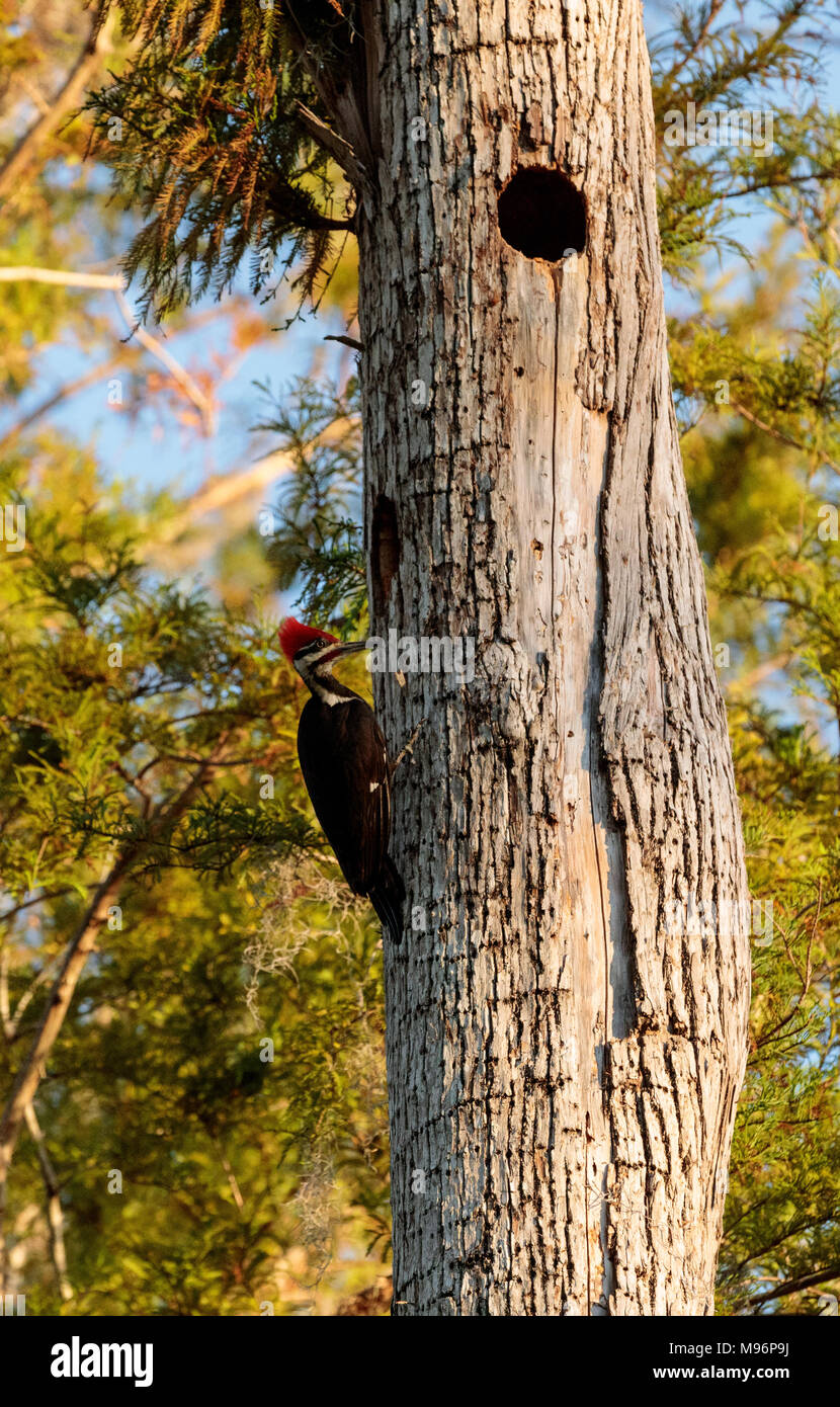 Male pileated woodpecker bird Dryocopus pileatus in the hole of a pine ...