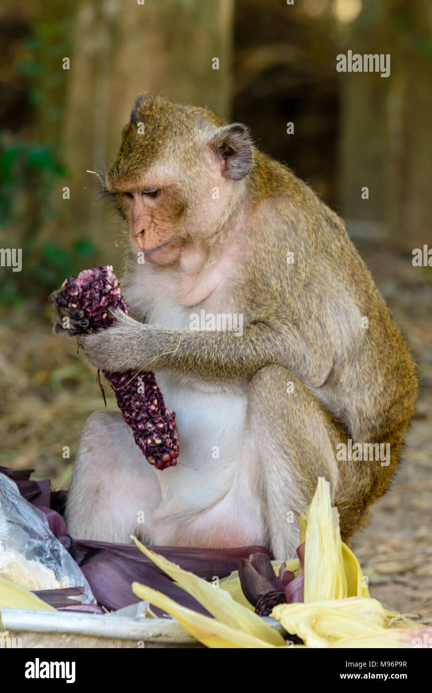 Monkey pulls hi-res stock photography and images - Alamy