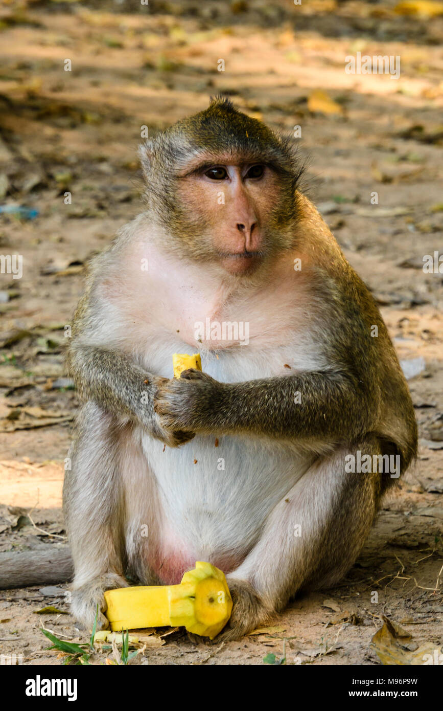 Eats eating animal monkey hi-res stock photography and images - Alamy
