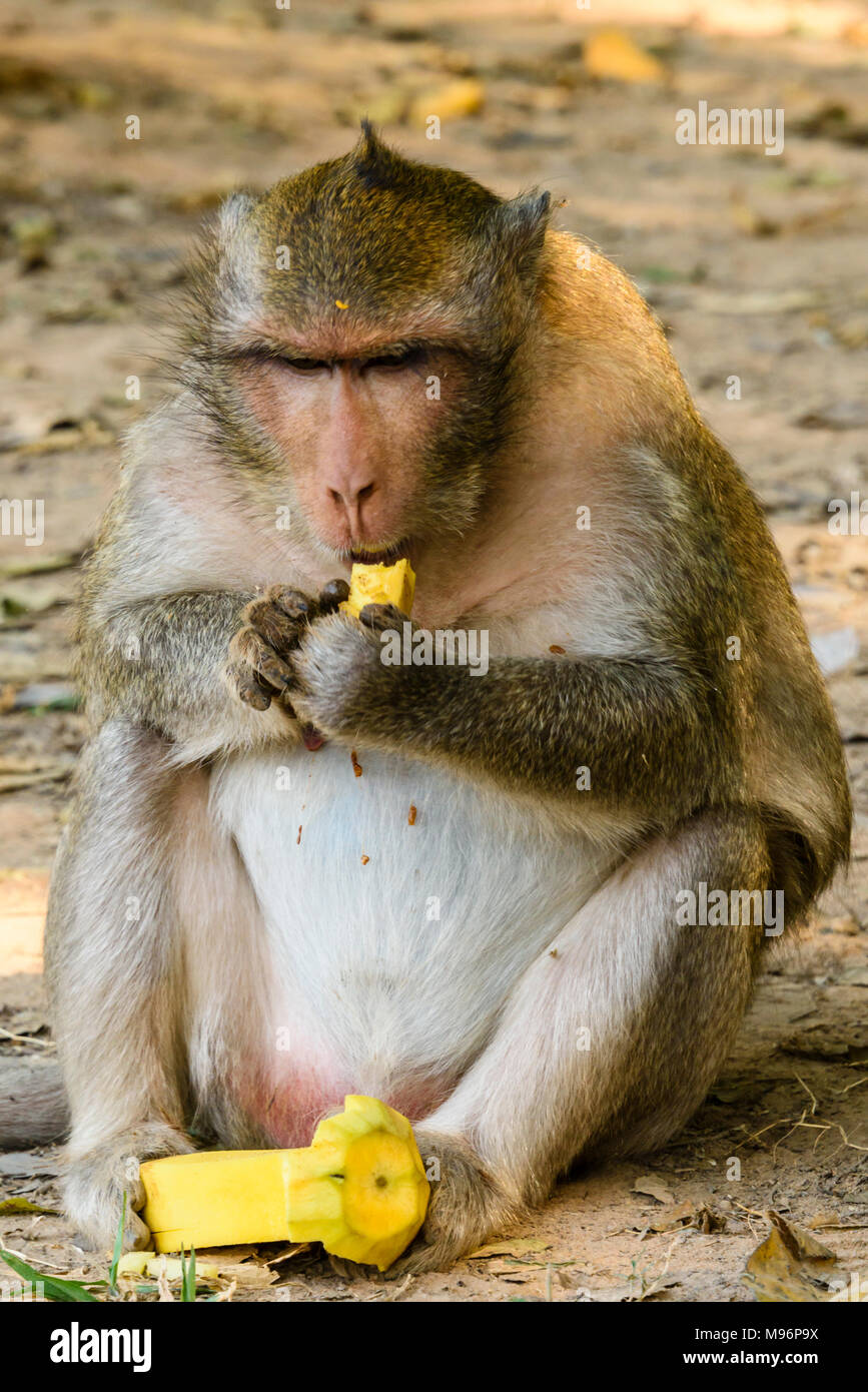 Macquaqe monkey eating a mango left behind by tourists, Siem Reap ...