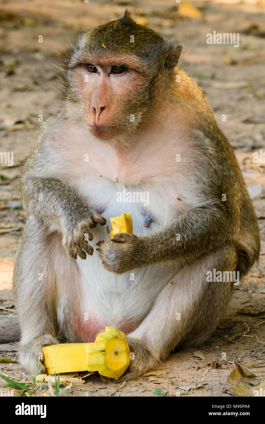Monkey eats mango hi-res stock photography and images - Alamy