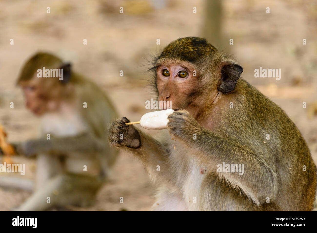 Monkey eat icecream hi-res stock photography and images - Alamy