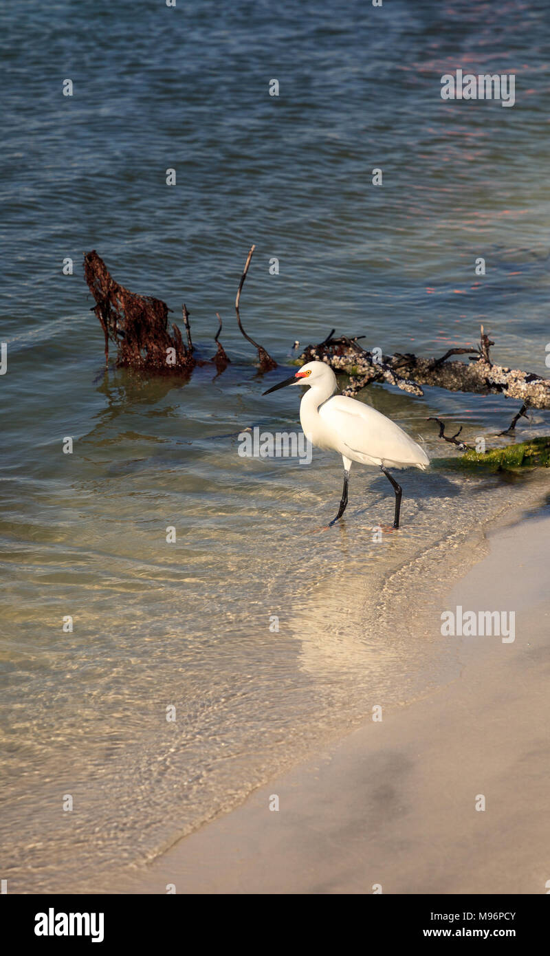 Snowy egret Egretta thula bird hunts for fish in the ocean at Delnor ...