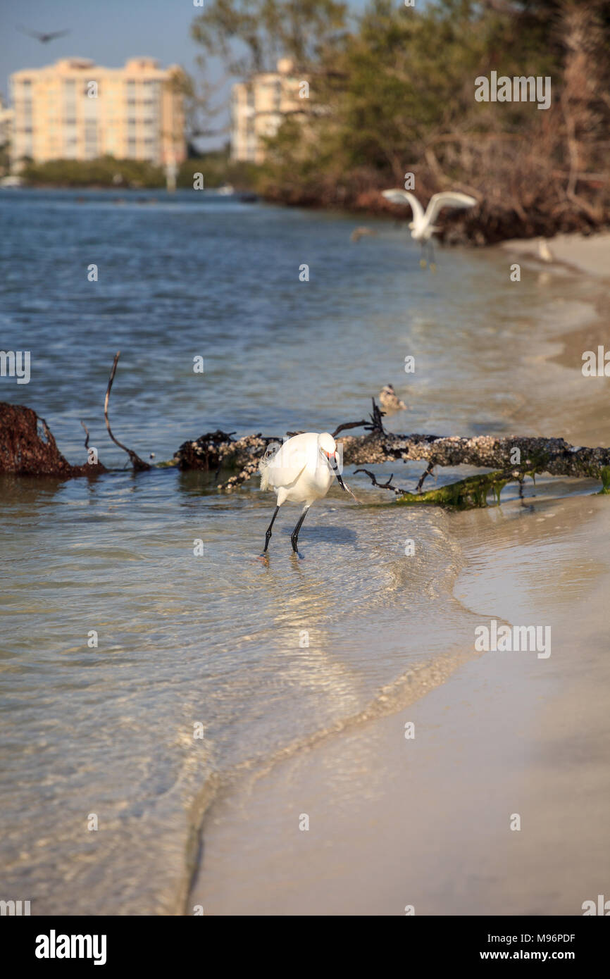 Snowy egret Egretta thula bird hunts for fish in the ocean at Delnor ...