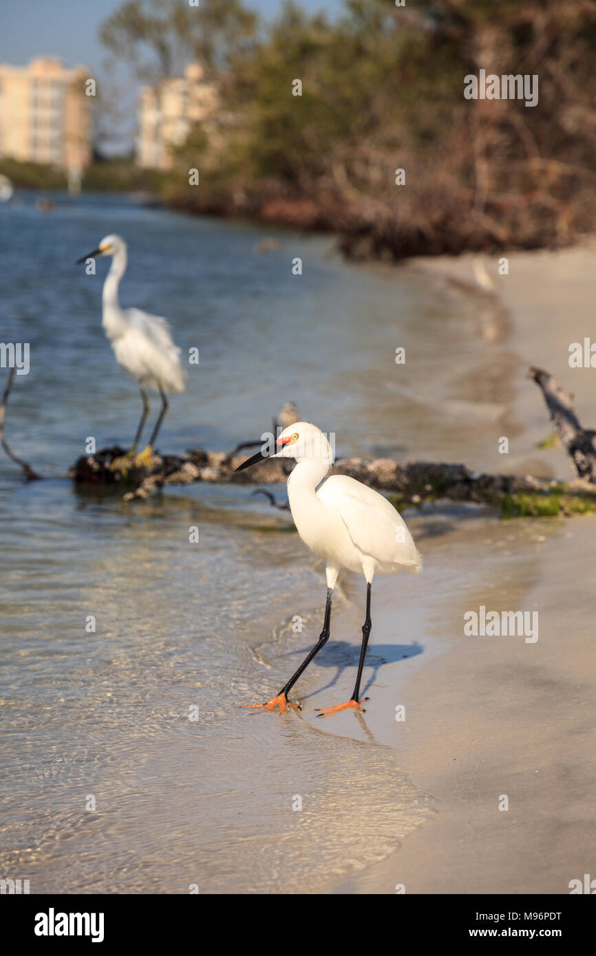 Delnor wiggins pass state park beach hi-res stock photography and ...