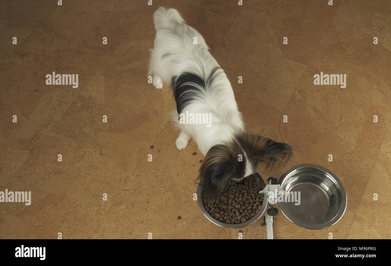 Dog Papillon eats dry food from a metal bowl on a stand in living room ...