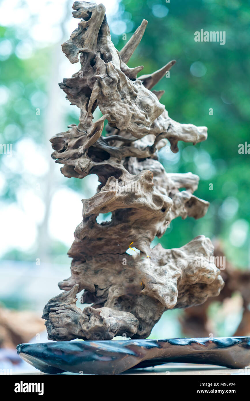 Tree dry wood in various shapes art beautifully exhibited in Congress ...