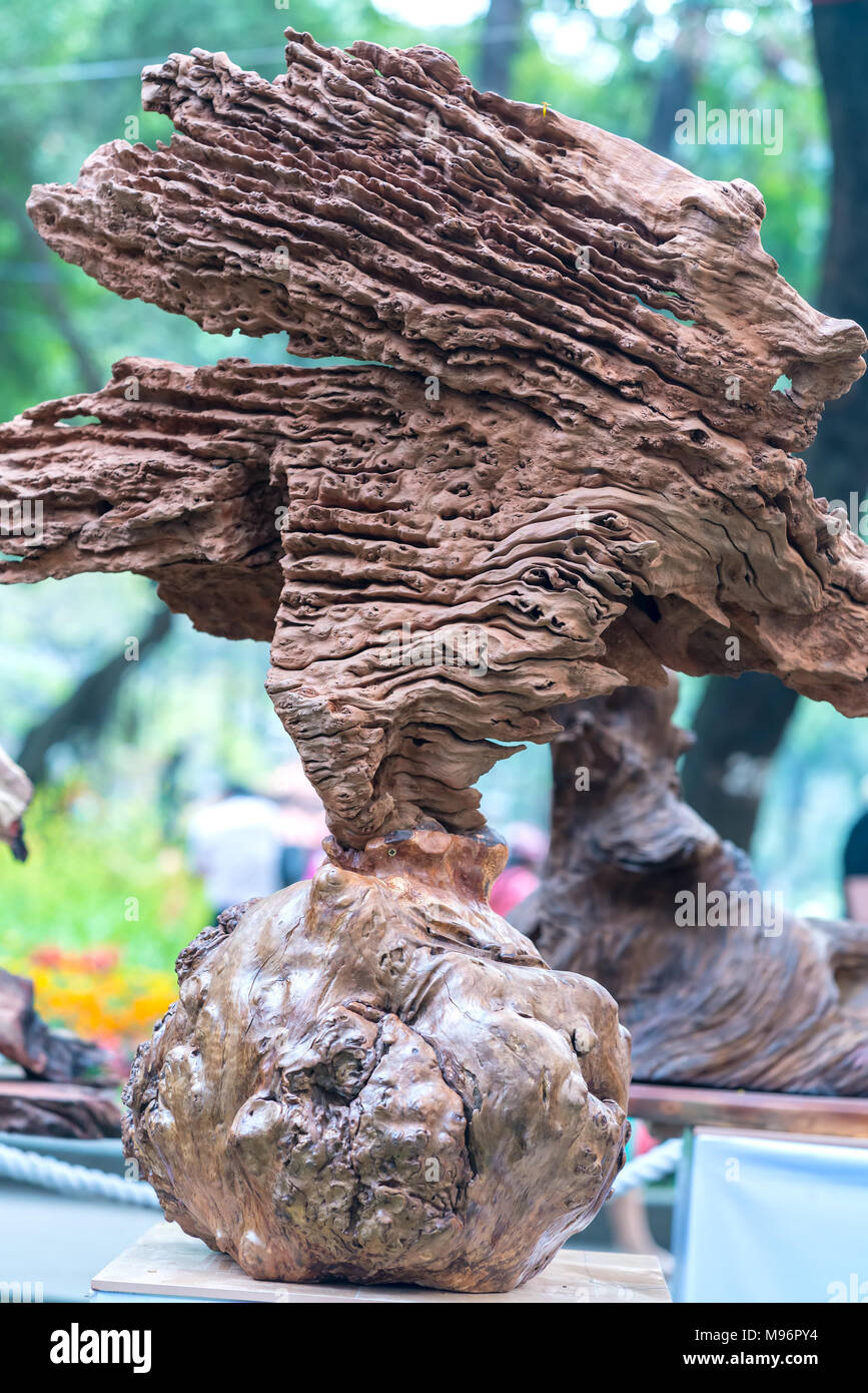 Tree dry wood in various shapes art beautifully exhibited in Congress ...