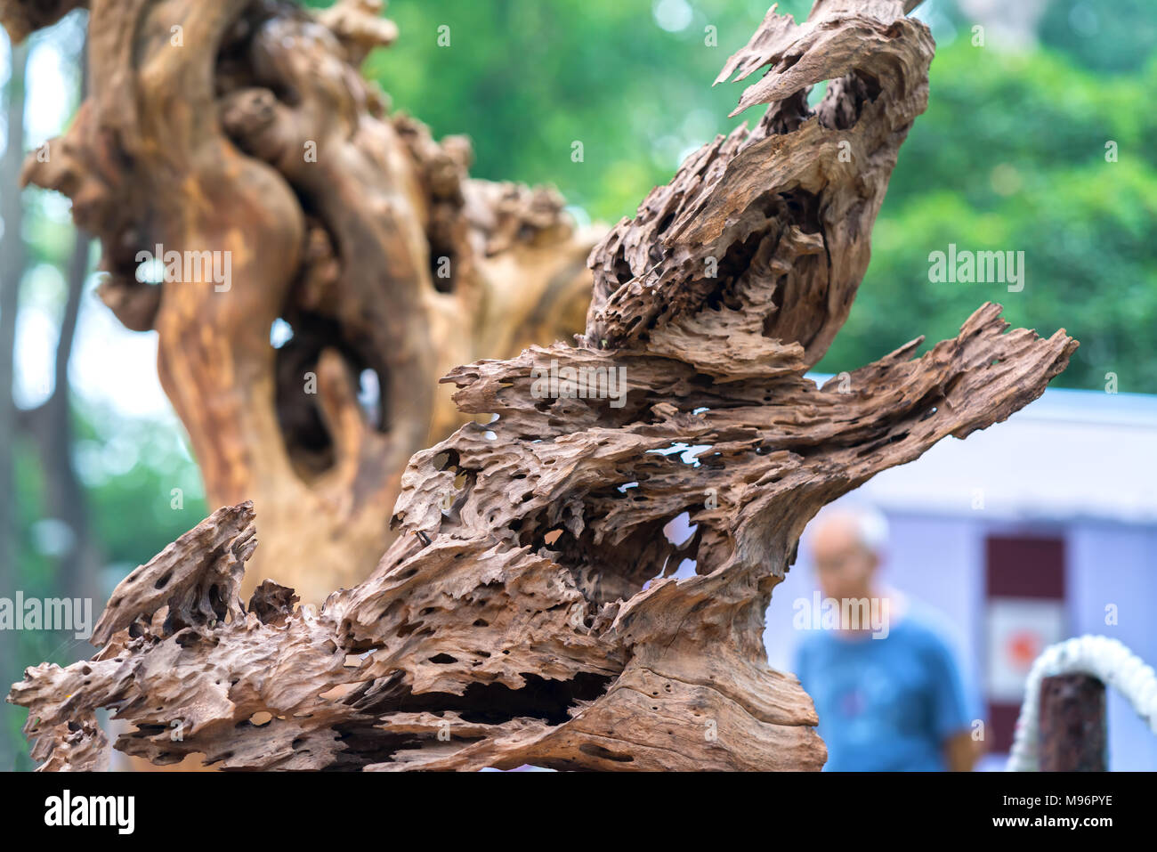 Tree dry wood in various shapes art beautifully exhibited in Congress ...