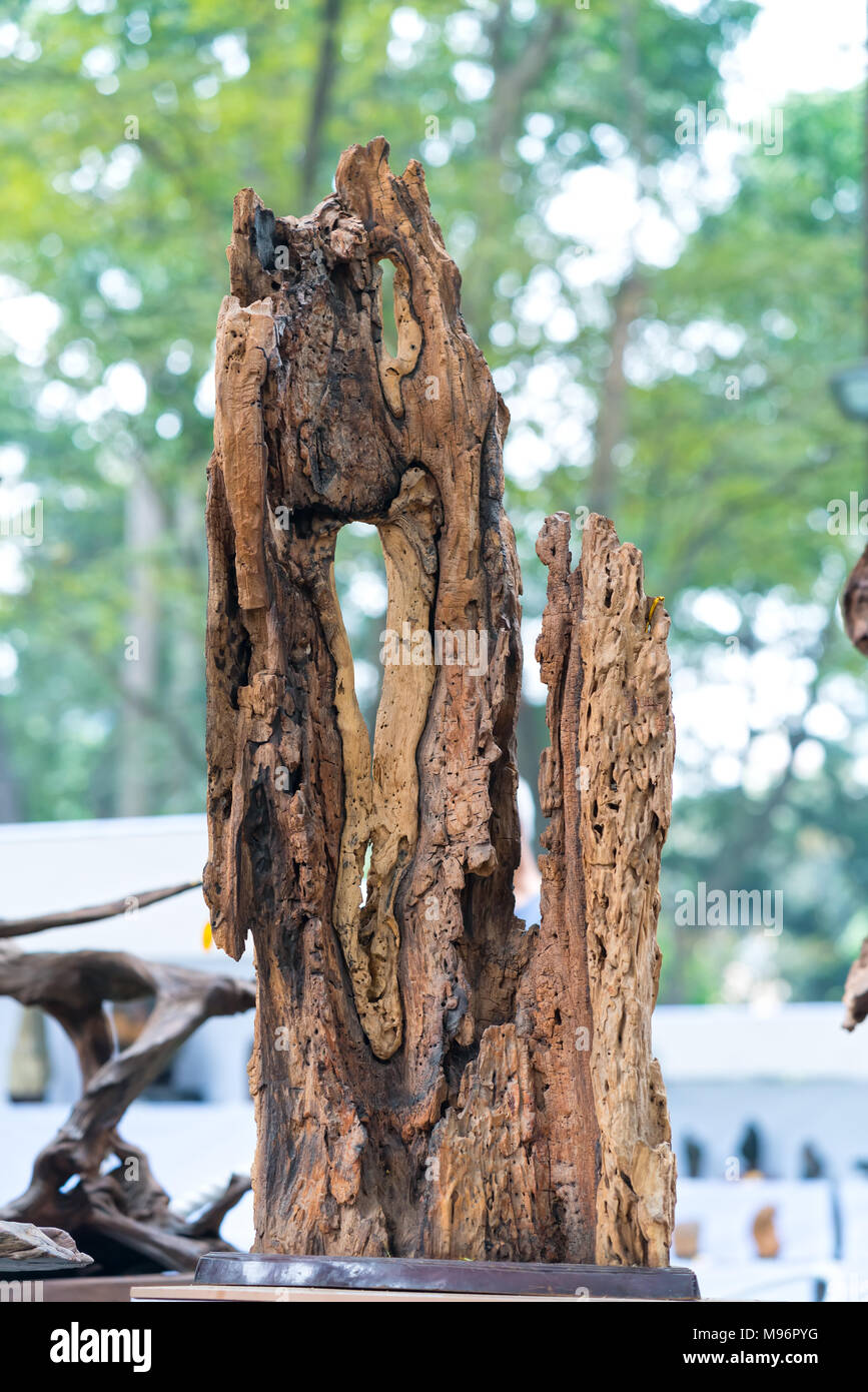 Tree dry wood in various shapes art beautifully exhibited in Congress ...
