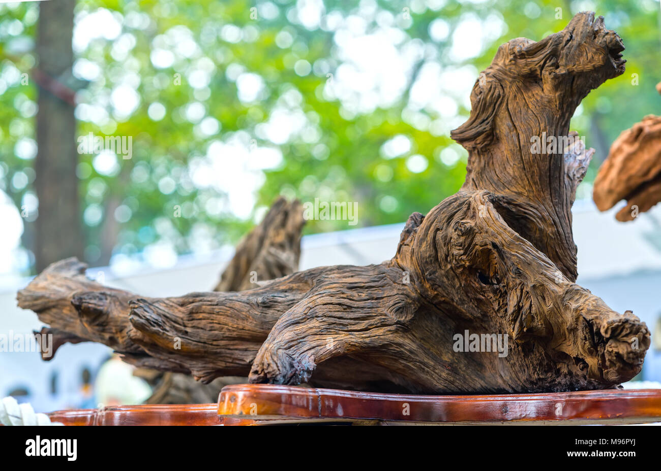 Tree dry wood in various shapes art beautifully exhibited in Congress ...