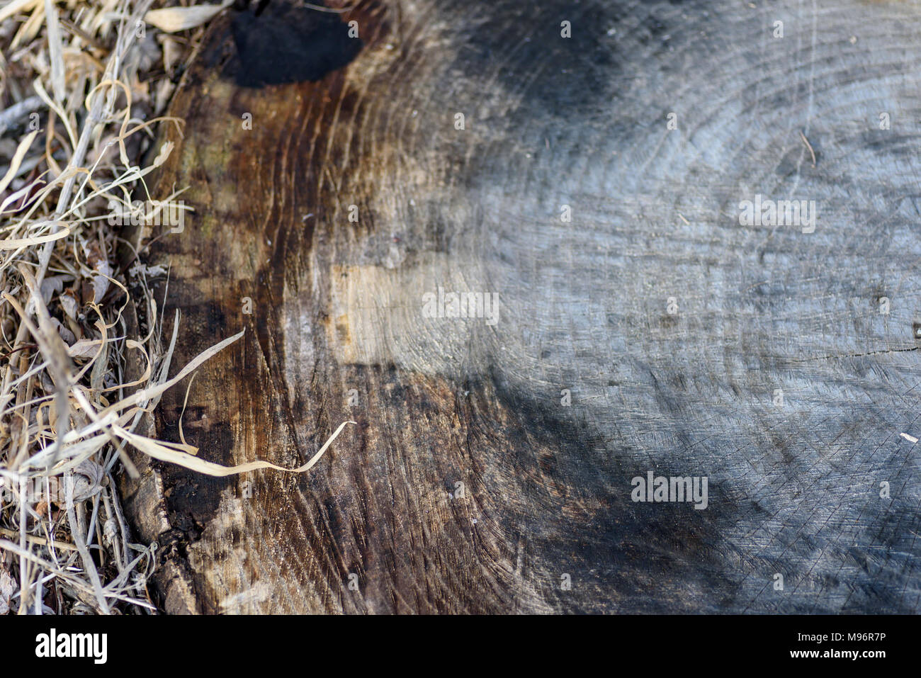 overhead view of old weathered cut tree stump in dry grass for use as ...