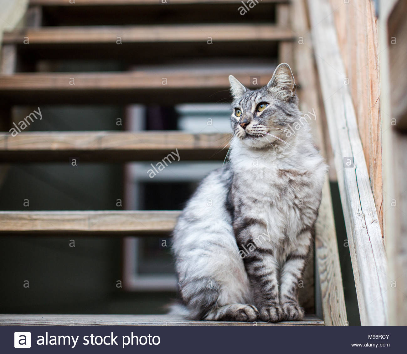 Grey Cat Outside Stock Photos & Grey Cat Outside Stock Images - Alamy