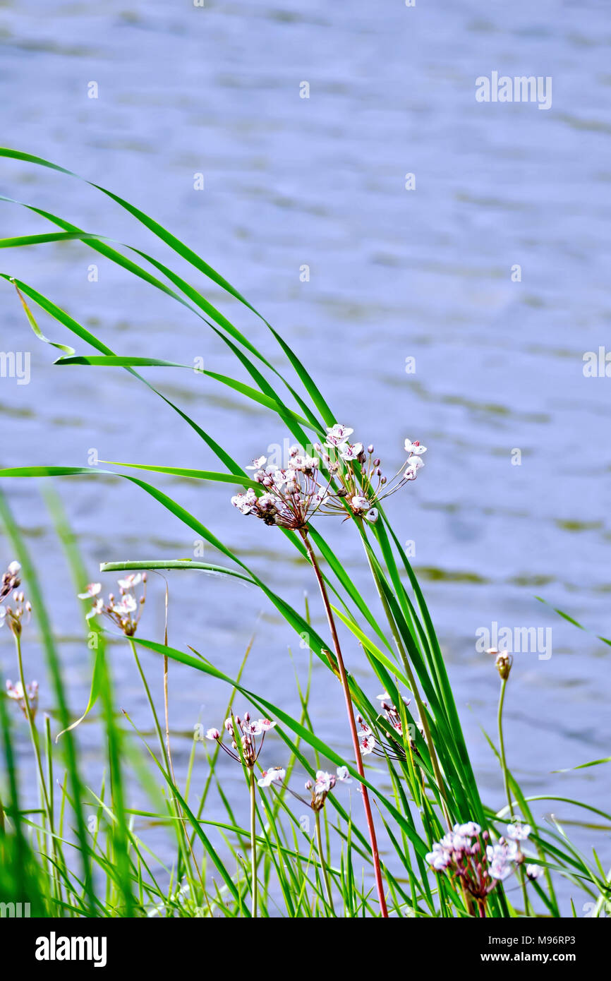 White and pink Butomus umbellatus flowers with green leaves against the ...