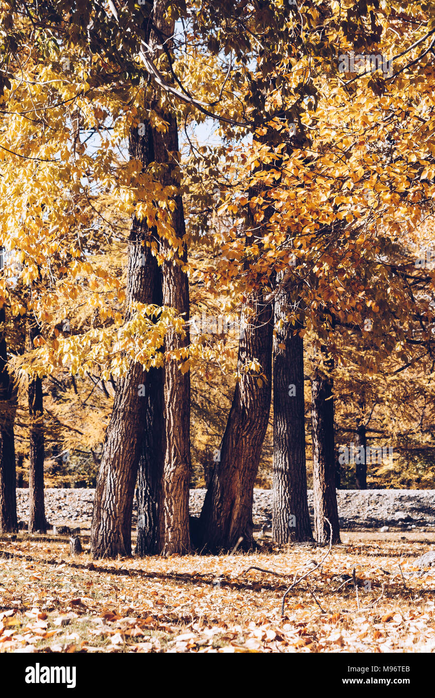 Poplar grove hi-res stock photography and images - Alamy