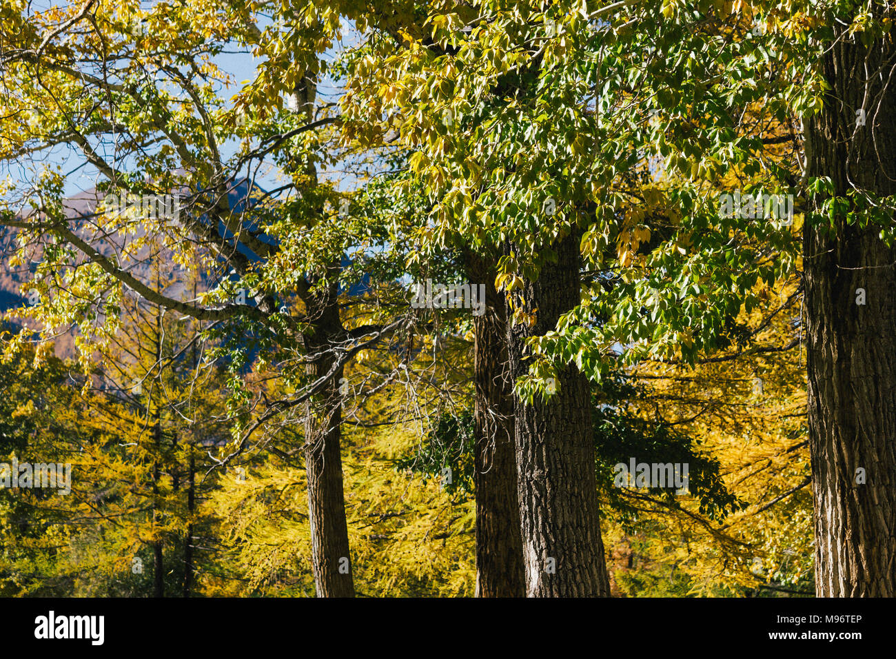 Poplar grove. Forest of trees with yellow leaves in autumn Stock Photo ...
