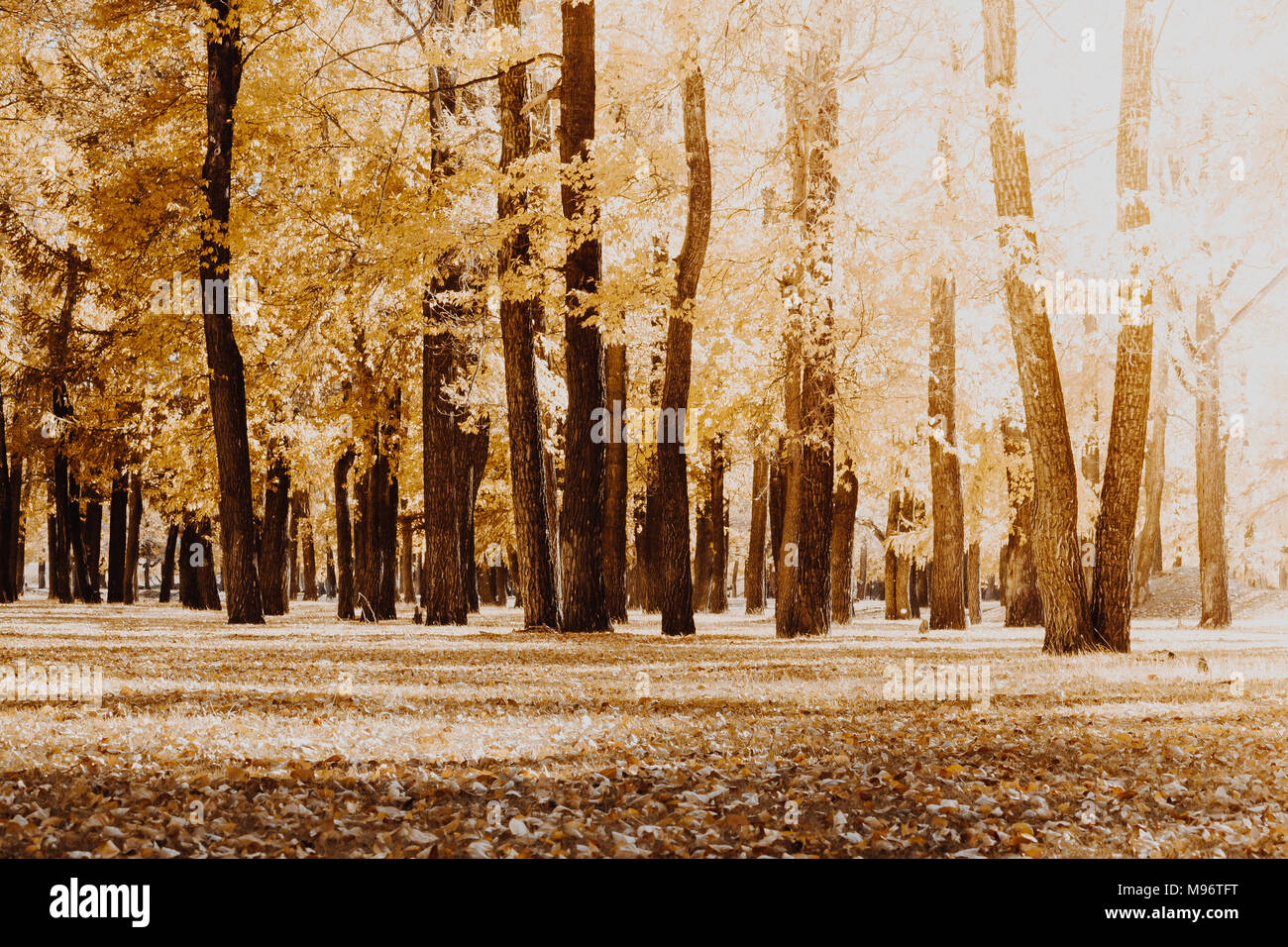 Poplar grove hi-res stock photography and images - Alamy