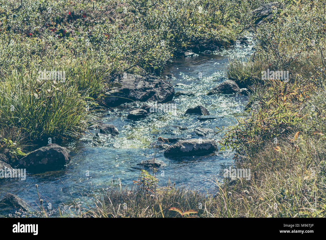 Fast mountain river in rapid flow in the green forest Stock Photo - Alamy