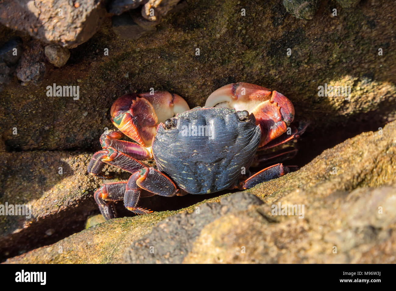 Striped shore crab (Pachygrapsus crassipes Stock Photo - Alamy