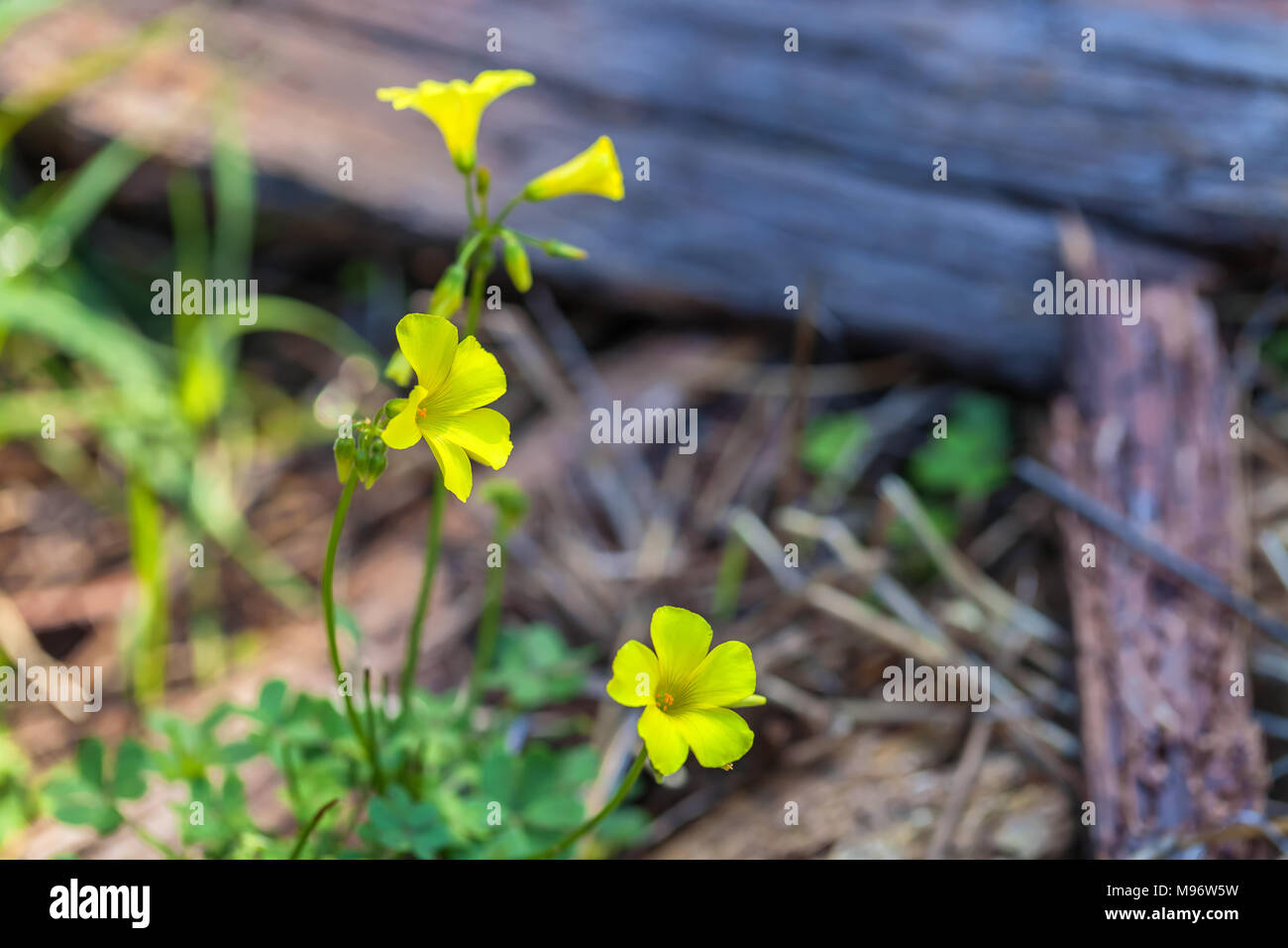 Bermuda buttercup flowers (Oxalis pes-caprae) bloom in early spring in ...